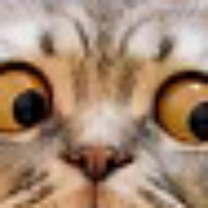 Sam Ranieri – Courses